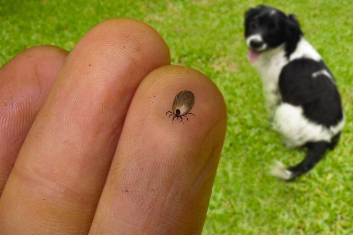 Maine tops list as the state with the most ticks for dogs—what you need ...