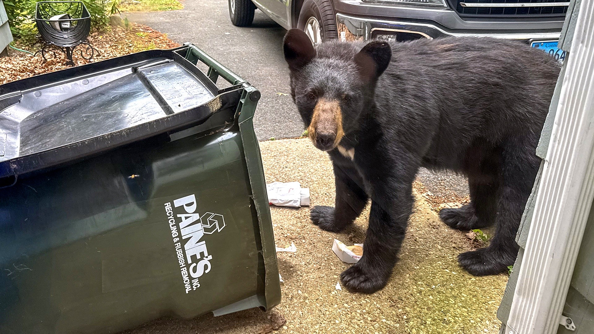 Bear sightings are on the rise as they emerge from hibernation