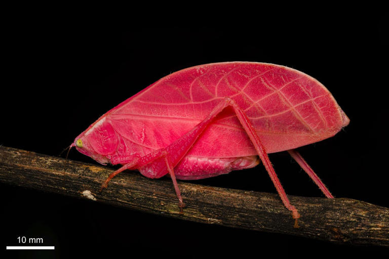 🦗 This grasshopper goes from bright pink to green to camouflage itself