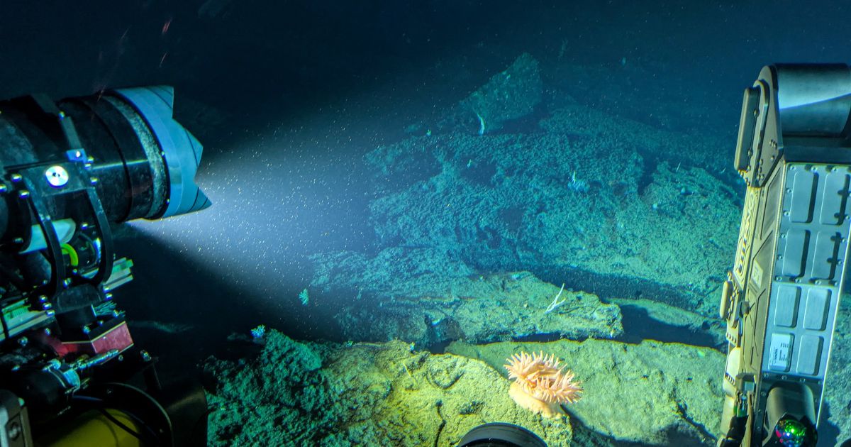 Scientists finally identify mysterious 'golden orb' found on the ocean ...