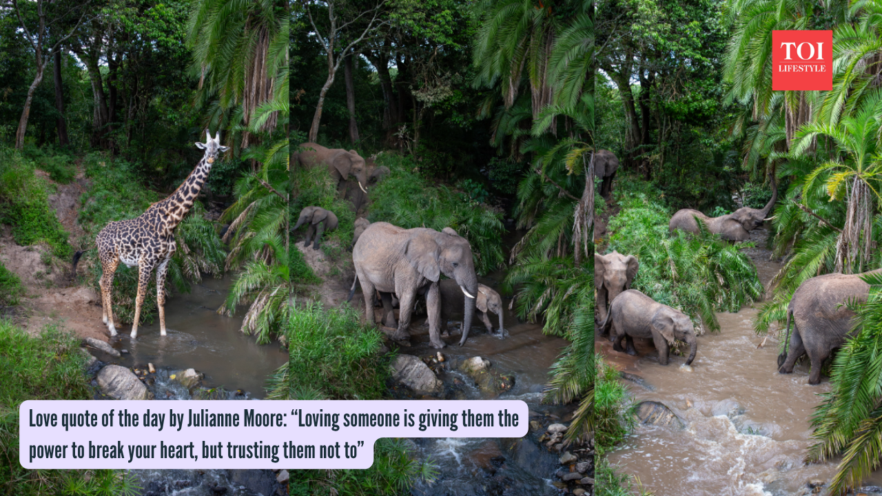 Hidden camera trap in Maasai Mara reveals a secret wildlife highway ...