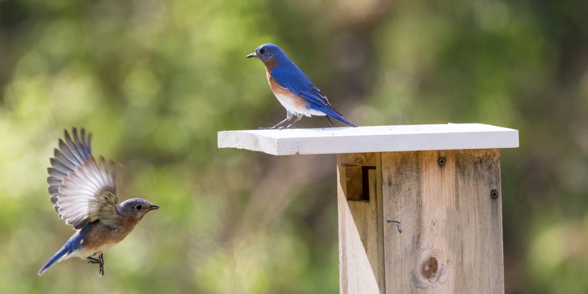 How to attract birds to your birdhouse (and actually get them to move in)