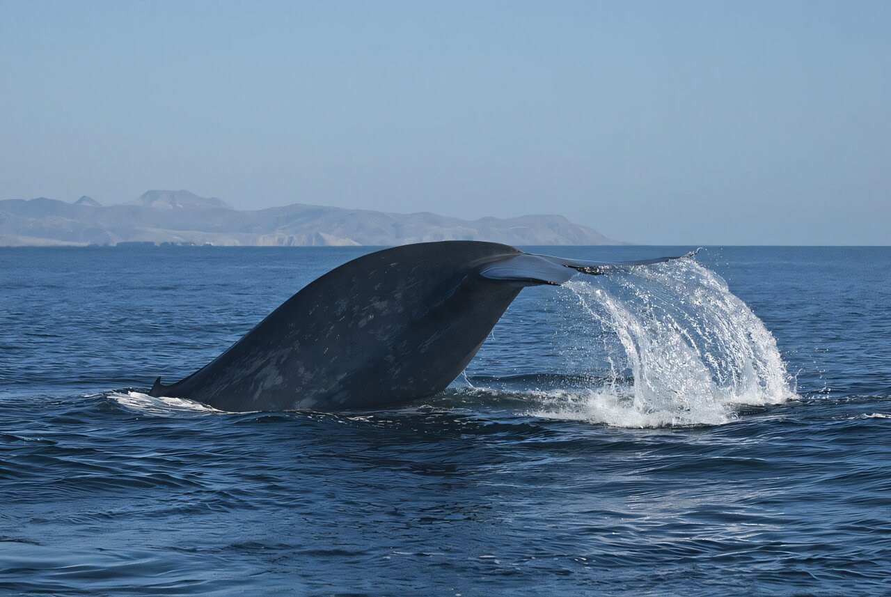 One blue whale song unlocks oceans of data