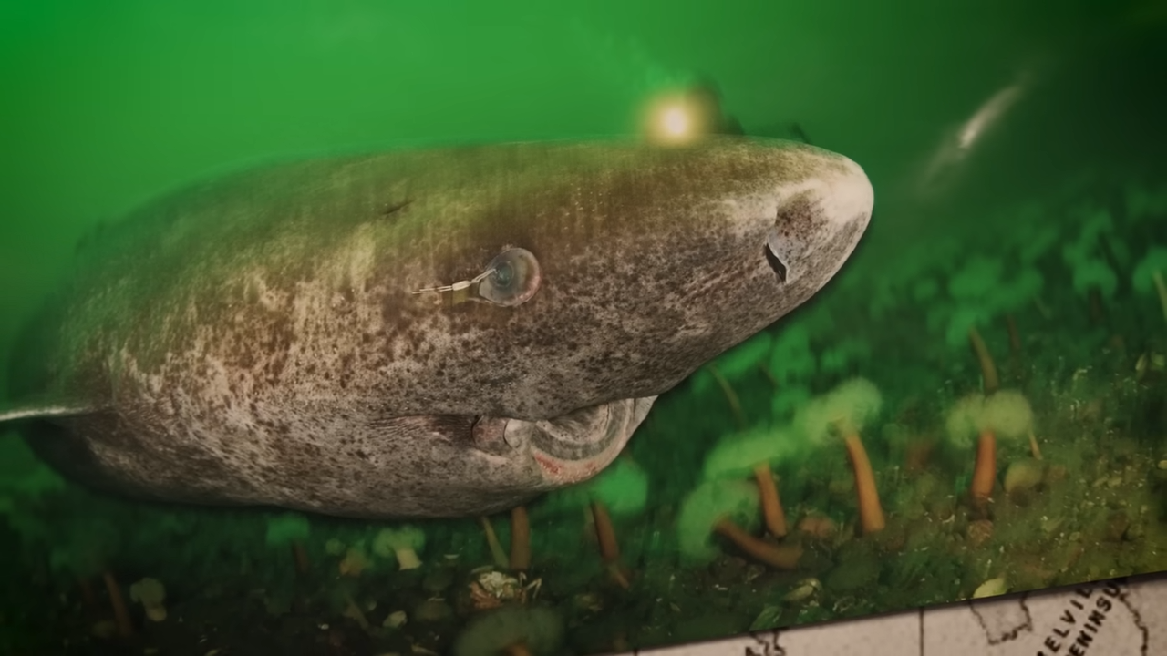 Watch what happens when a 400-year-old shark attacks - slow but deadly