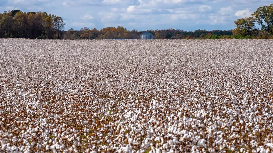 7 crops that farmers are quietly replacing before 2030