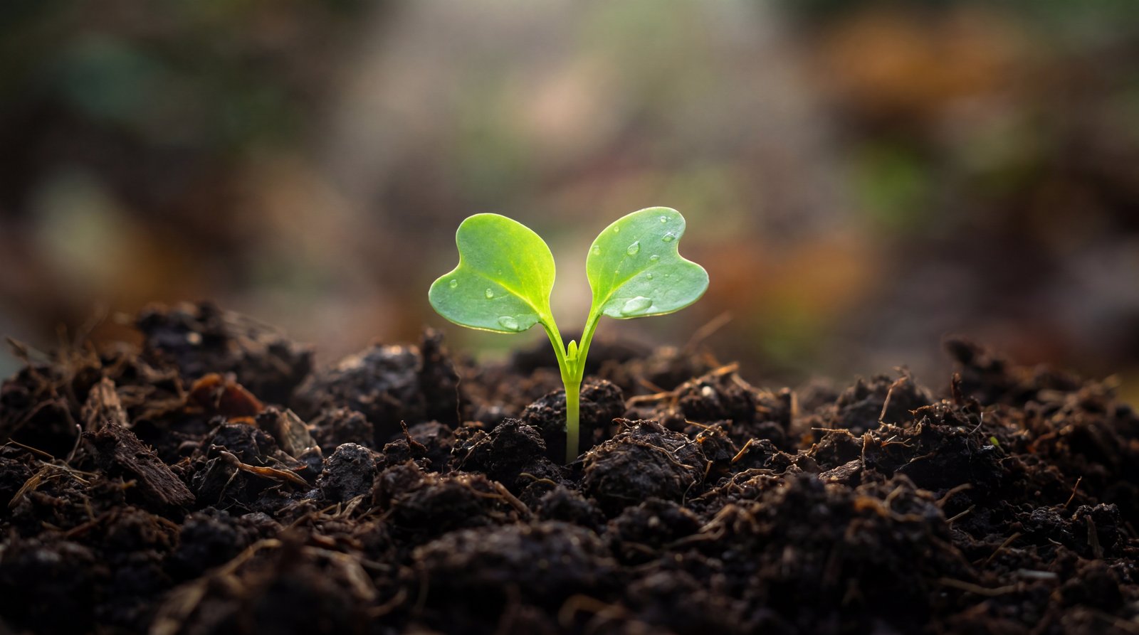 A silent crisis is brewing in our soil and it affects everything we eat