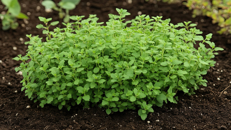 12 companion plants that will be your oregano's best friend in the garden
