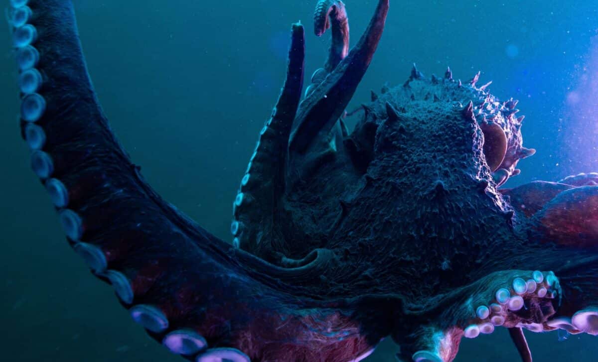 Scientists have just discovered a 62-foot prehistoric octopus, and it ...