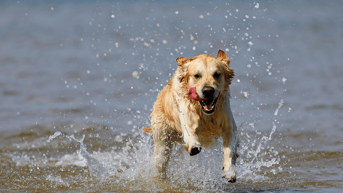 7 words your dog needs to hear to understand that you do love him