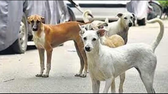 31K complaints about strays resolved in LKO with public participation