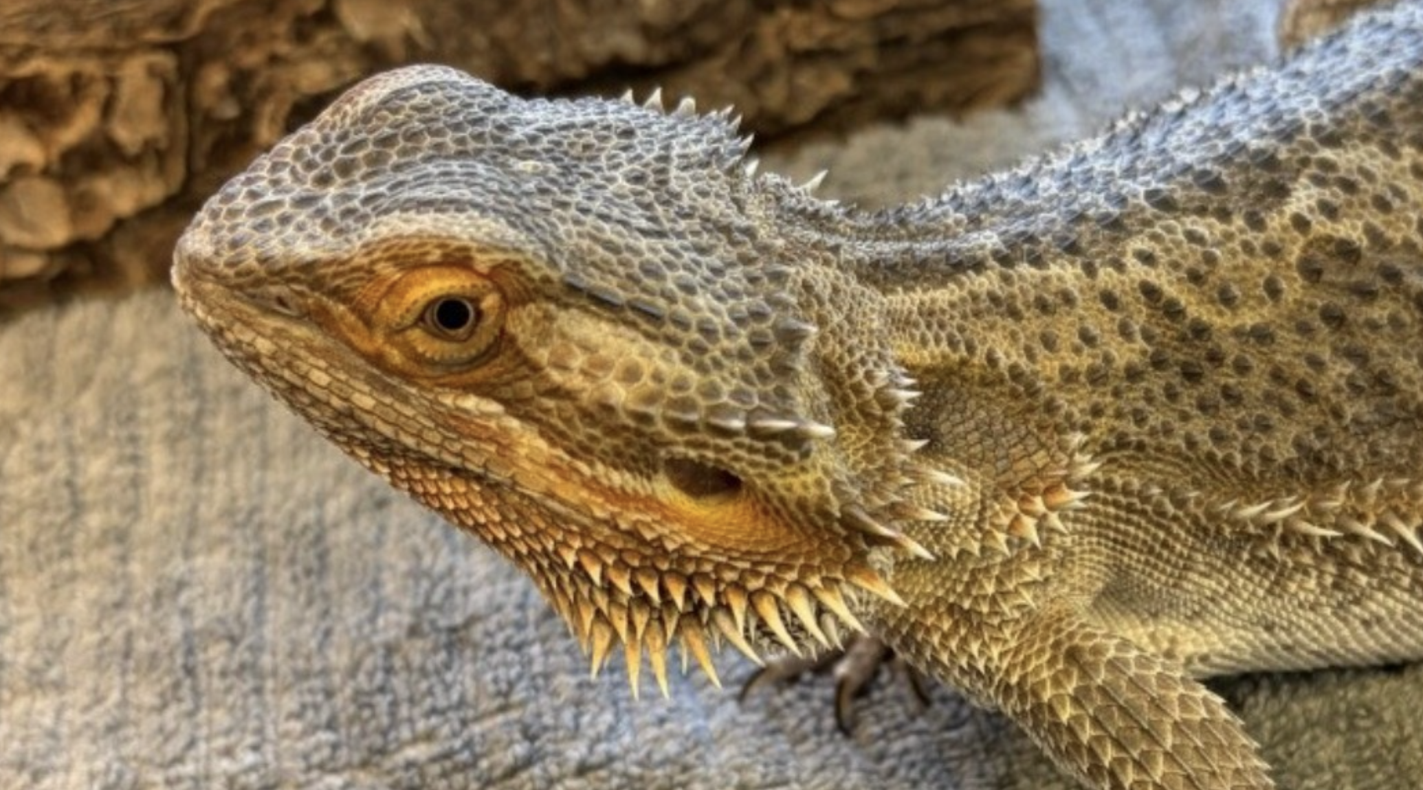 Meet Spikey: The friendly bearded dragon who will sit on your shoulder ...