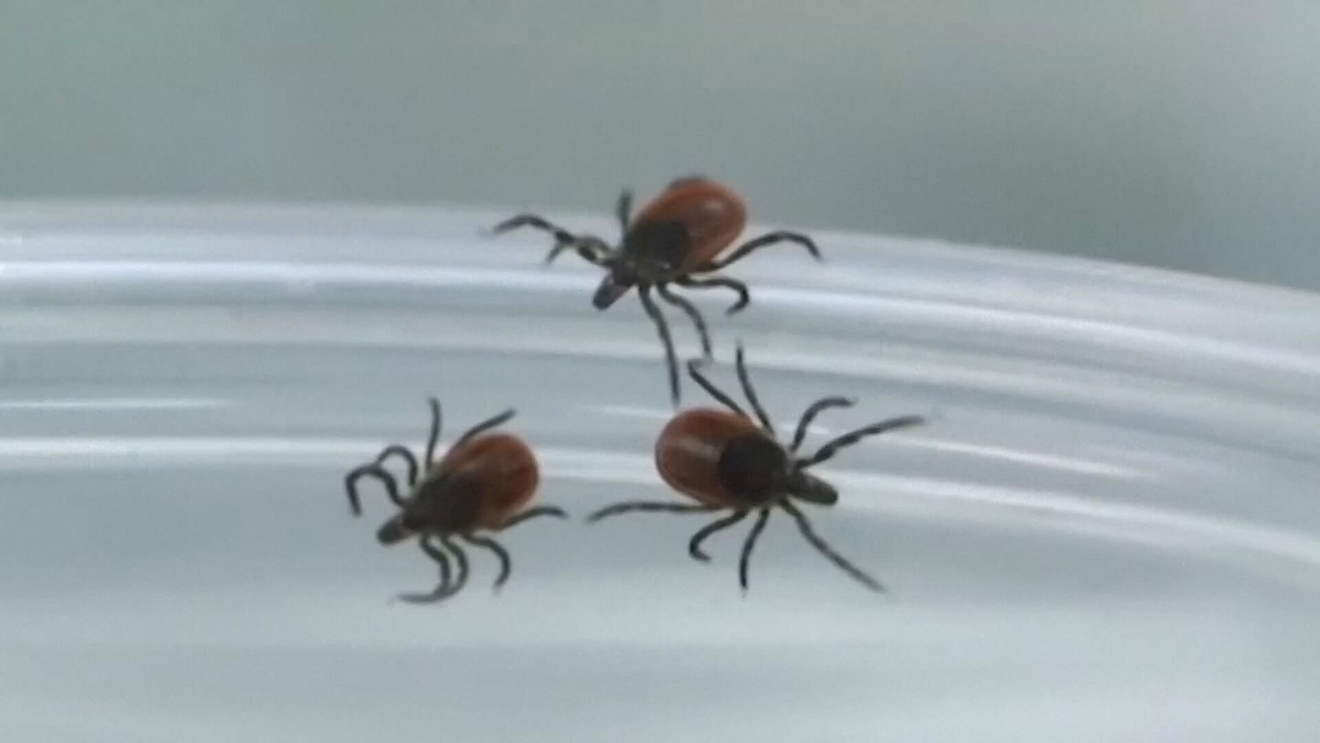 CDC reports spike in emergency room visits for tick bites