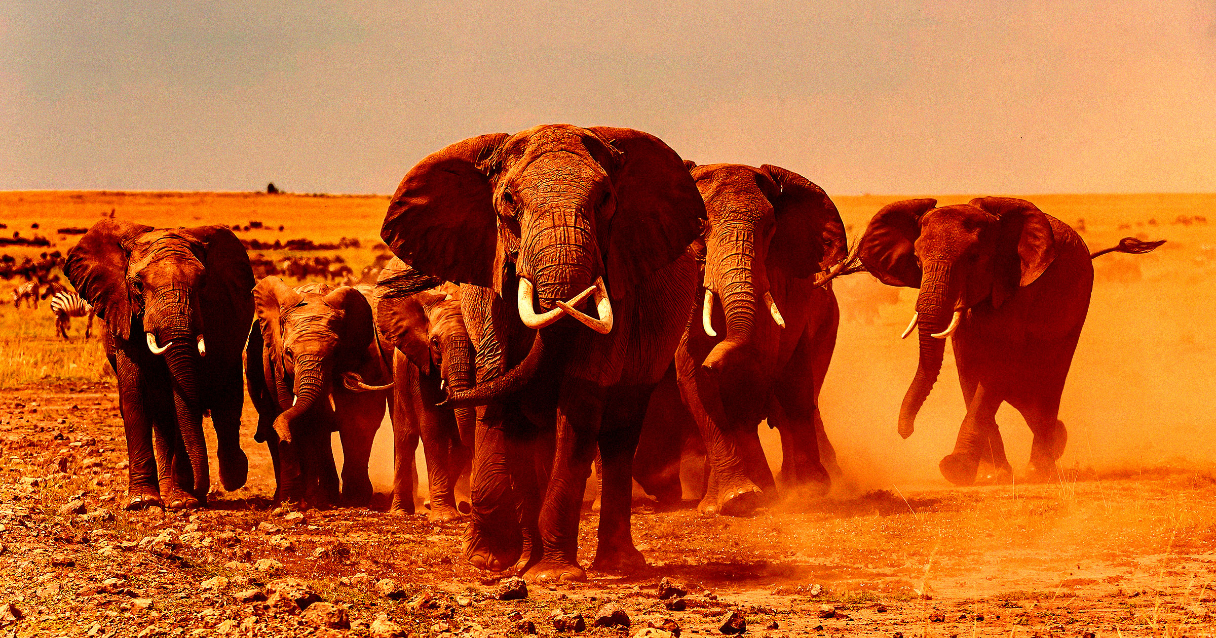 Millionaire big game hunter trampled to death by elephants