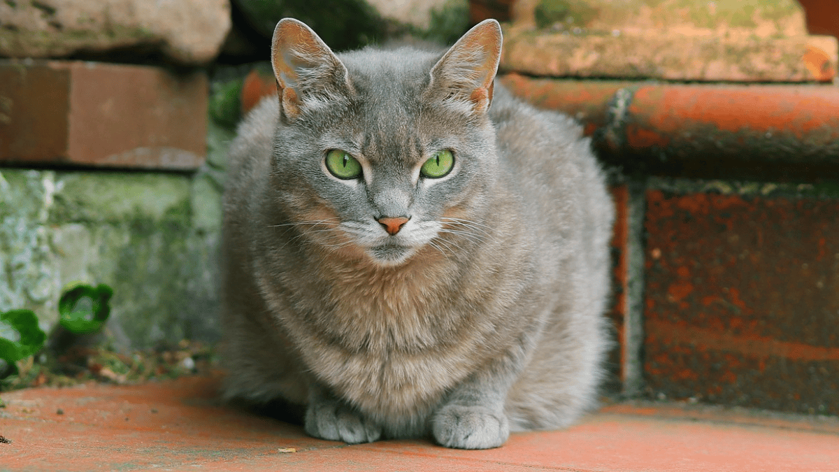 7 signs your cat doesn't like you