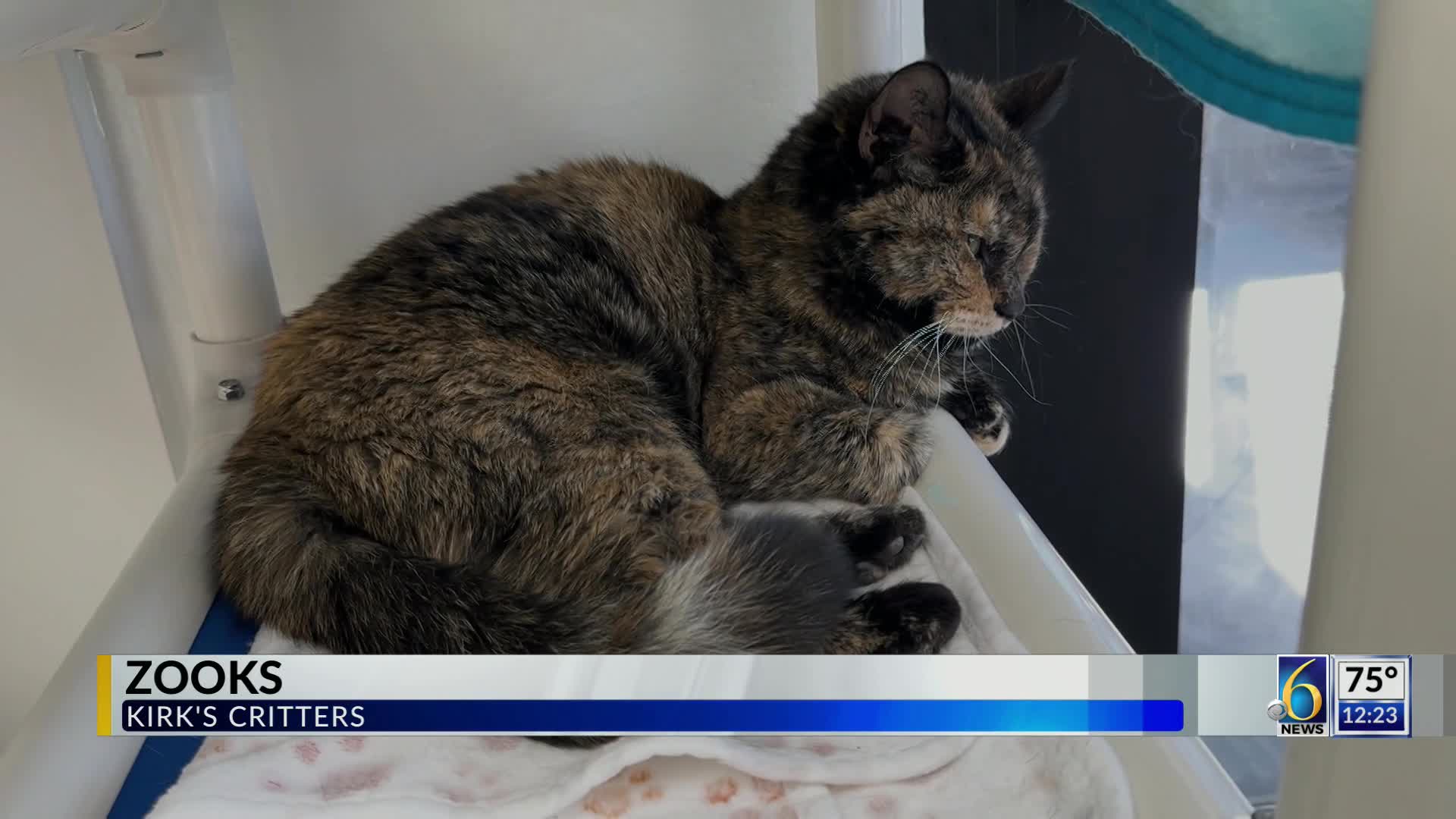 Kirk's critters: Zooks