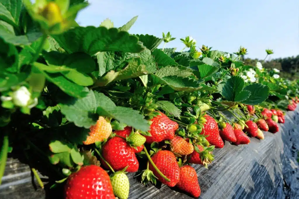 11 simple tips to grow juicy strawberries right in your backyard
