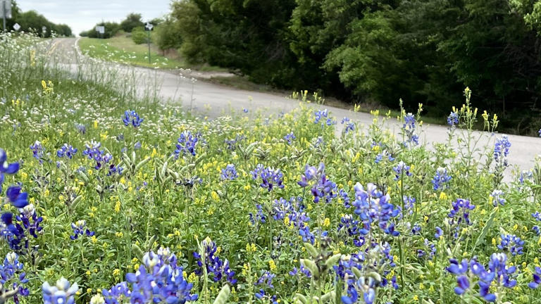 New blooms across Texas map pinpoints roadside wildflowers