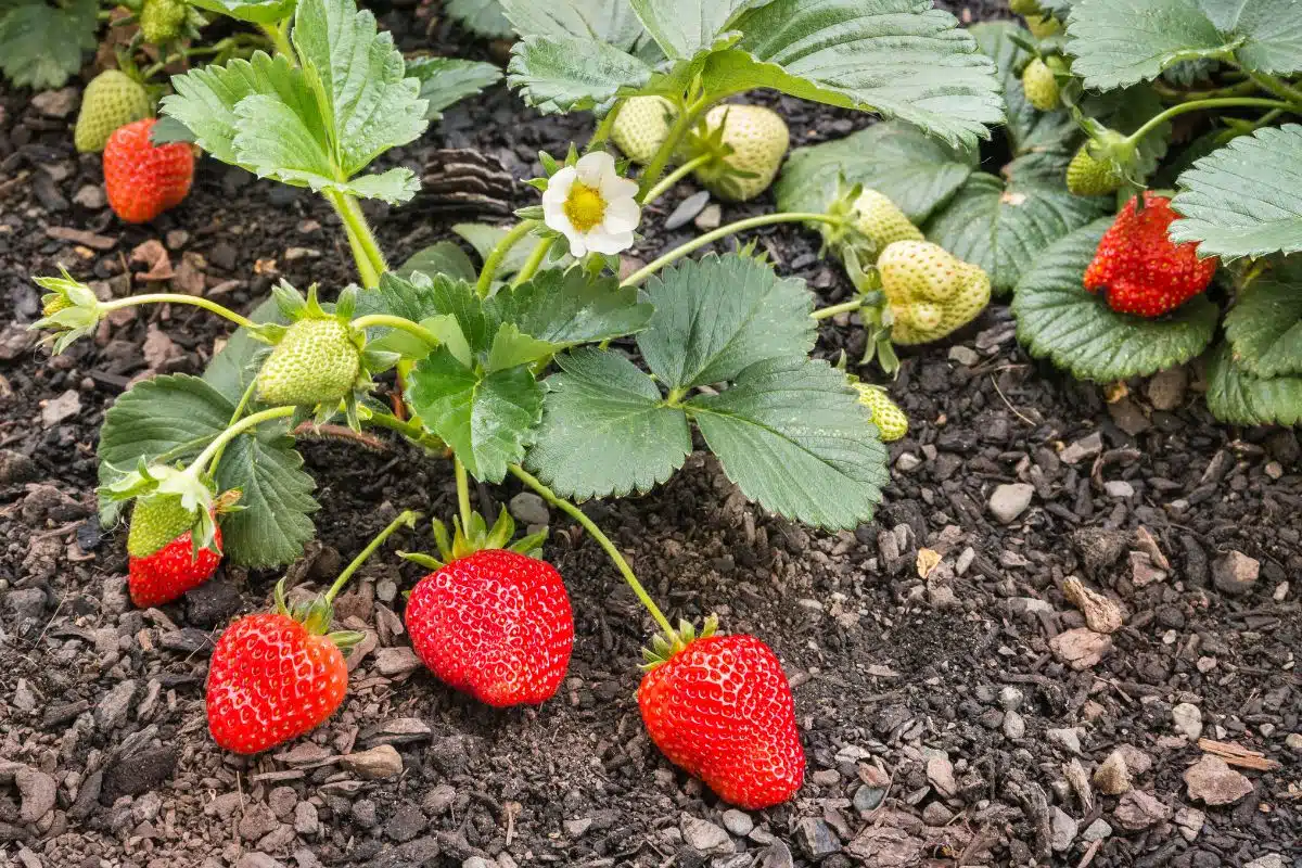 11 simple tips to grow juicy strawberries right in your backyard