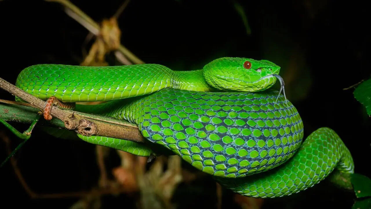 New venomous Huaxi green pitviper snake discovered in China after ...