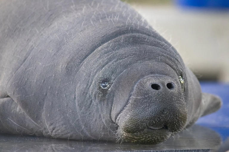 ZooTampa to host first manatee conservation celebration with family ...