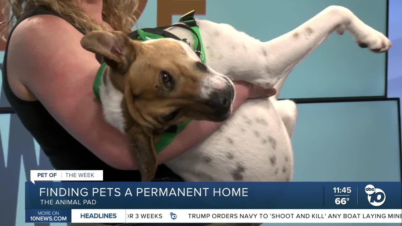 10News pet of the week: Speed Bump