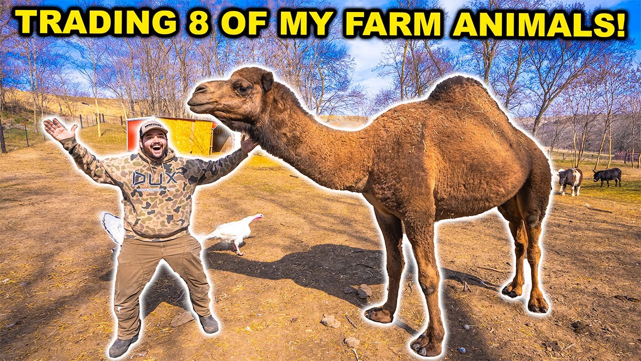 Swapping out animals on my backyard farm