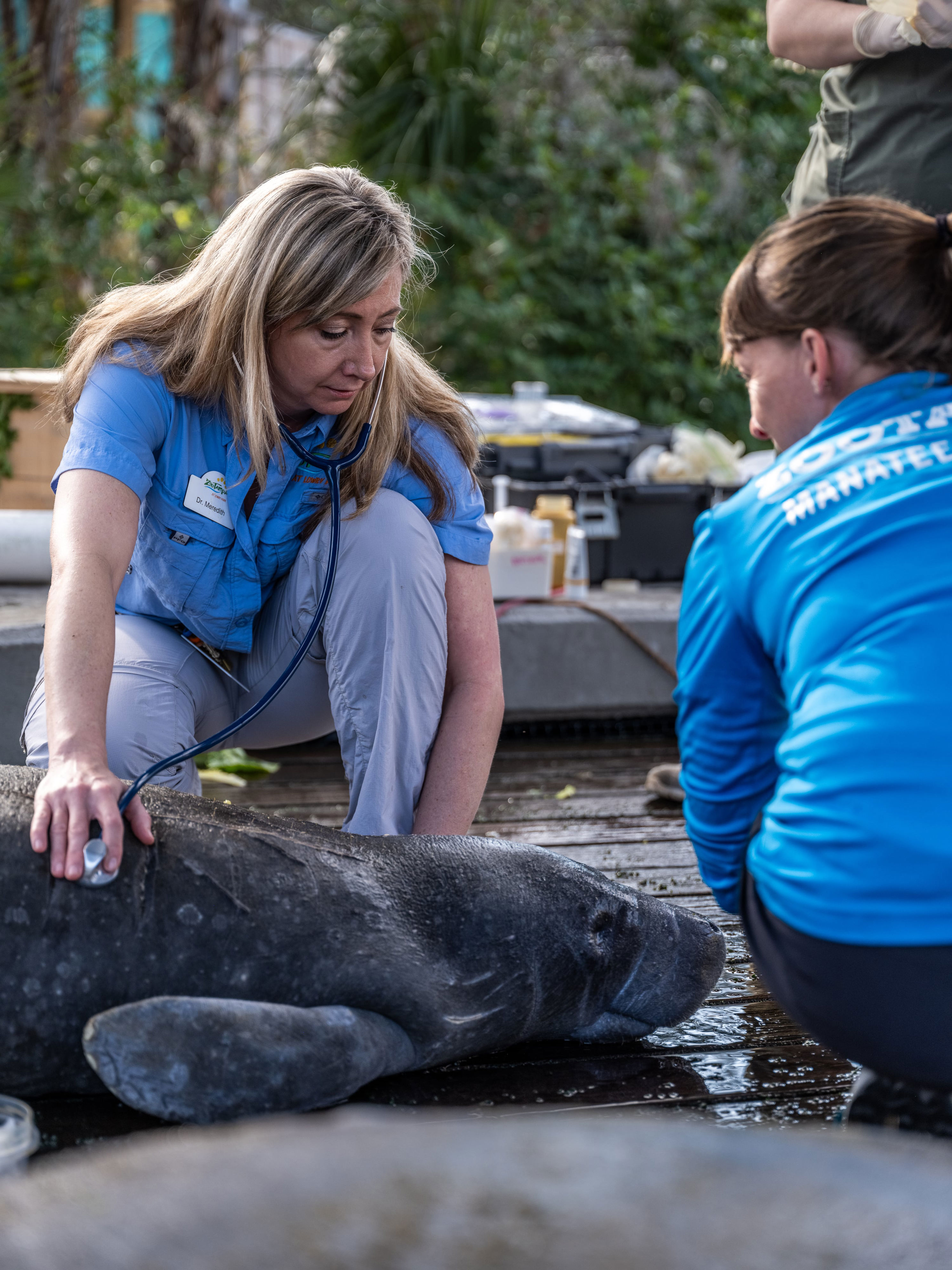 ZooTampa to host first manatee conservation celebration with family ...