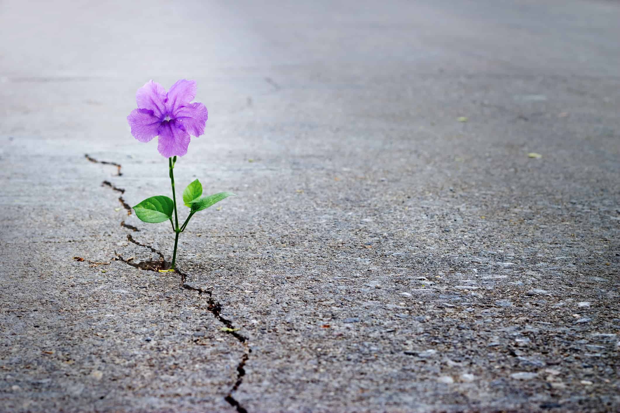 3 Canadian stocks to buy this spring