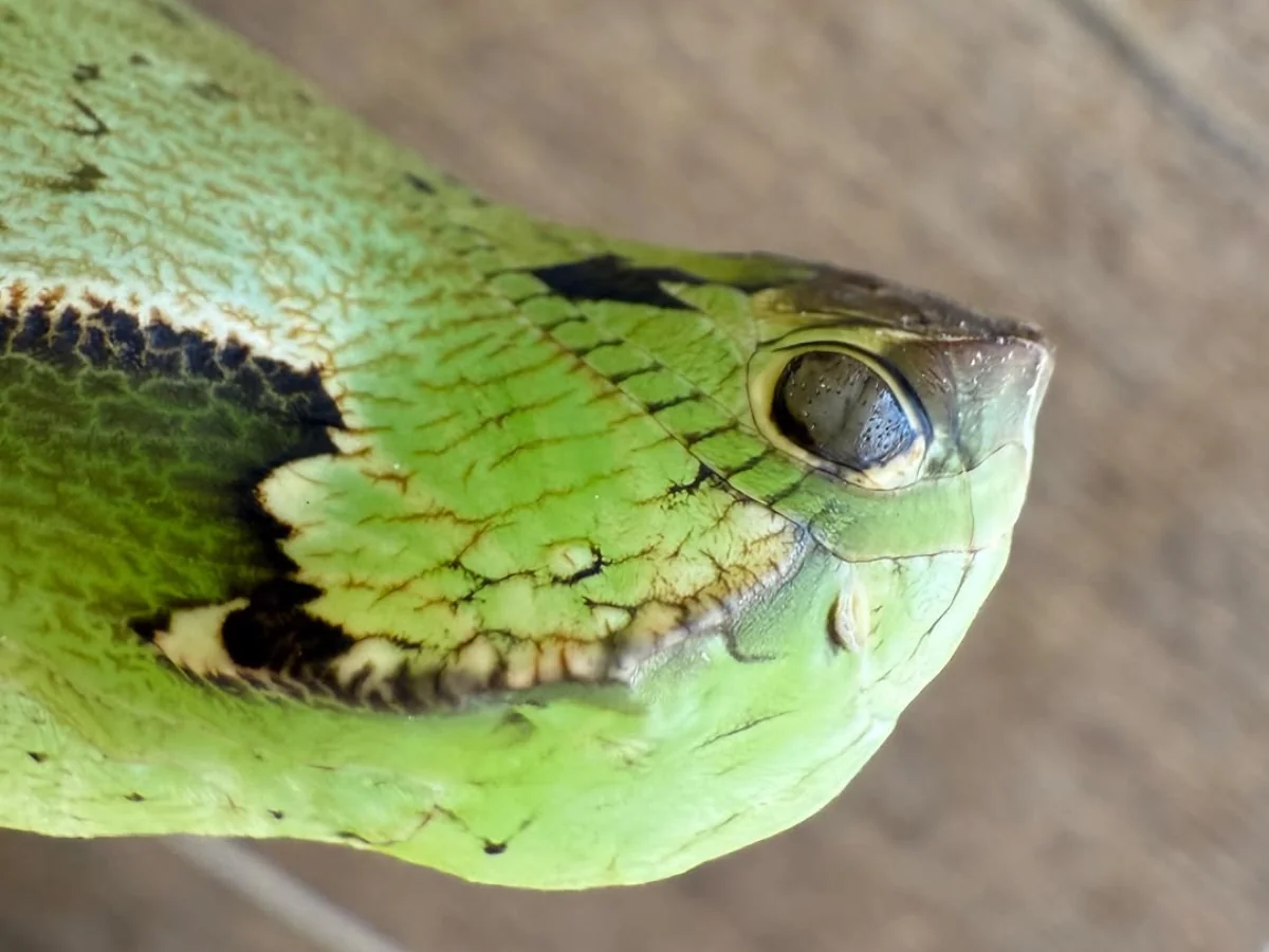Conheça a lagarta que imita uma cobra para assustar predadores