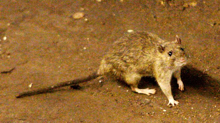 Rat problem grows in Ada County. Solution remains undetermined