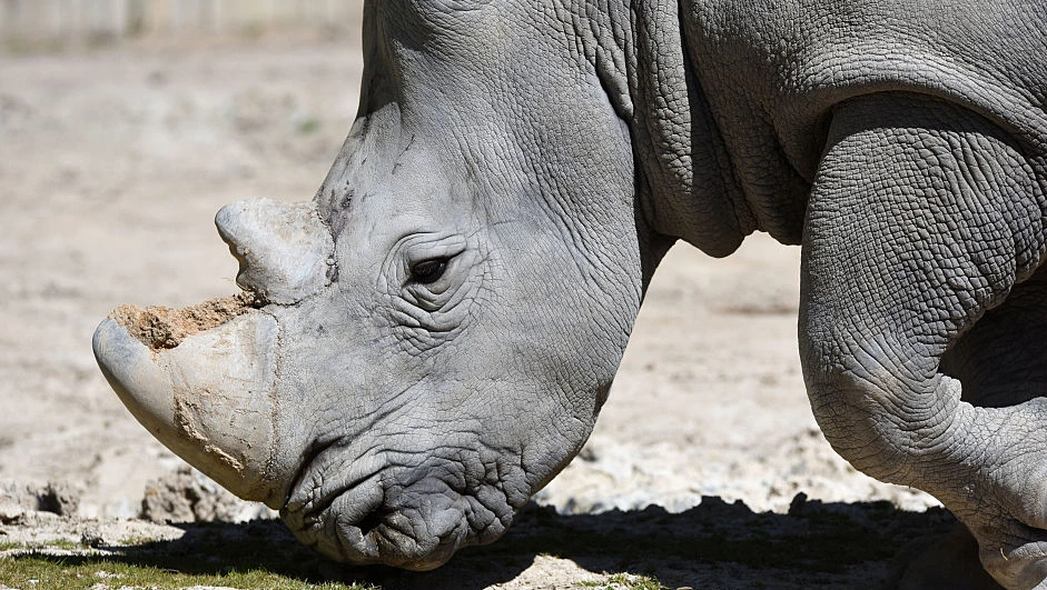 New giraffe photo book to boost wildlife conservation