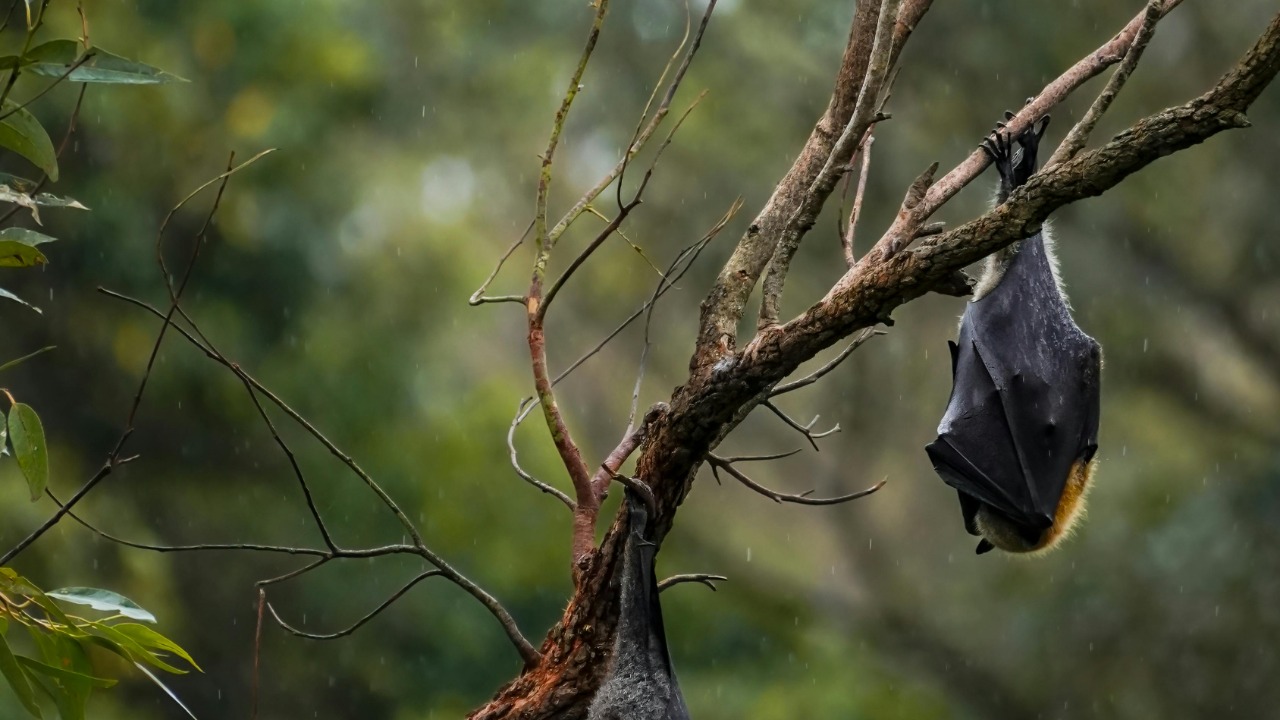 Study finds bat coronavirus can enter human cells in a new way ...