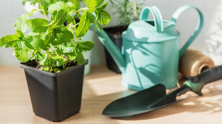 11 herbs that can be easily propagated from cuttings