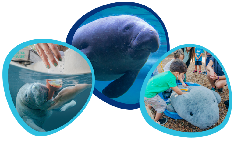 ZooTampa to host first manatee conservation celebration with family ...
