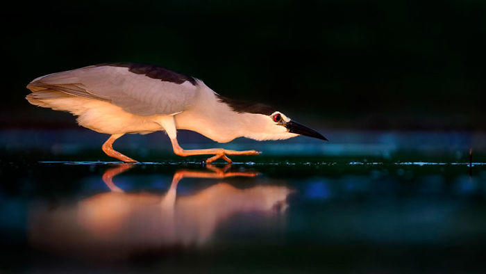 46 amazing bird photos that were recently announced as winners