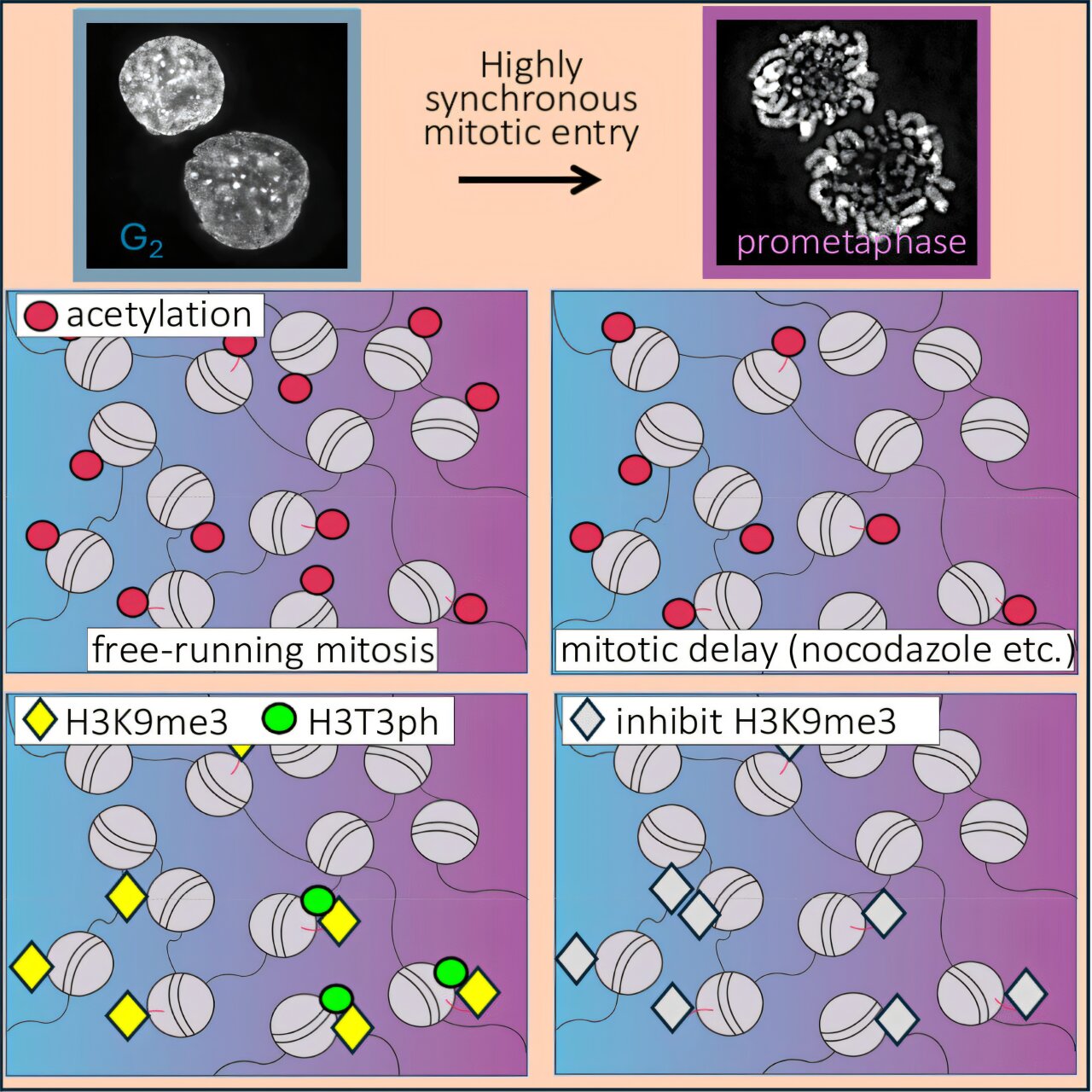 Chromosomes condense in three timed chemical waves during cell division ...