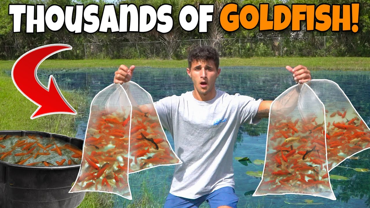 Stocking my pond with thousands of goldfish!