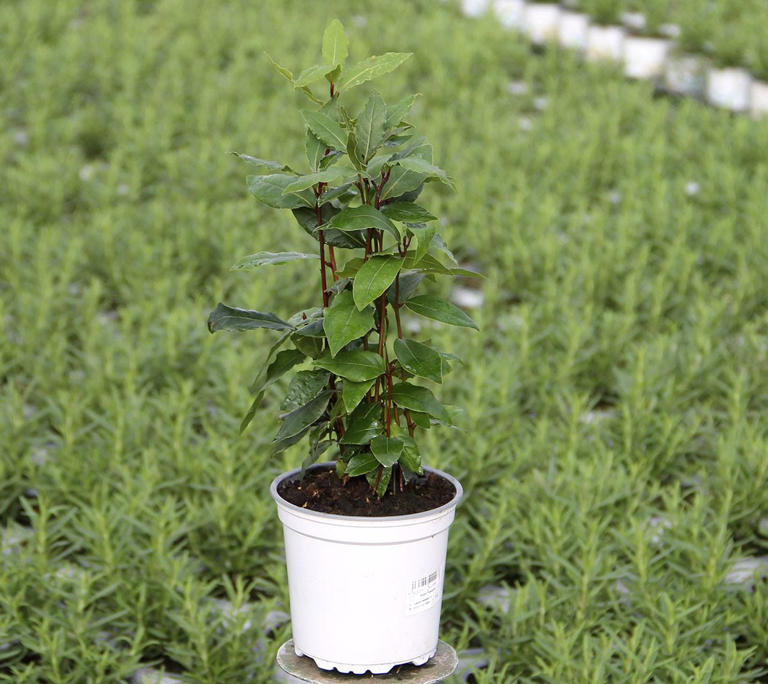 Cómo cultivar laurel en tu jardín y aprovechar todos sus usos
