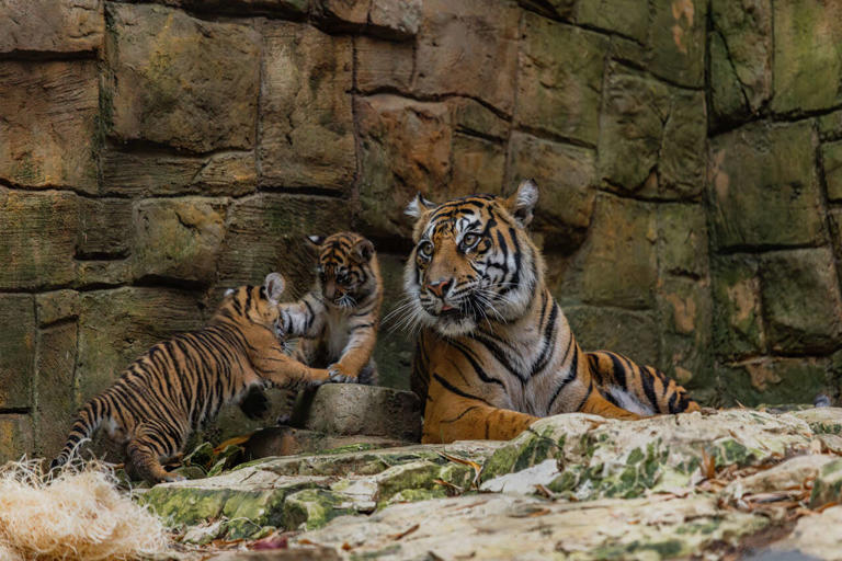 New Sumatran tiger cub at Dallas Zoo gets name from public contest