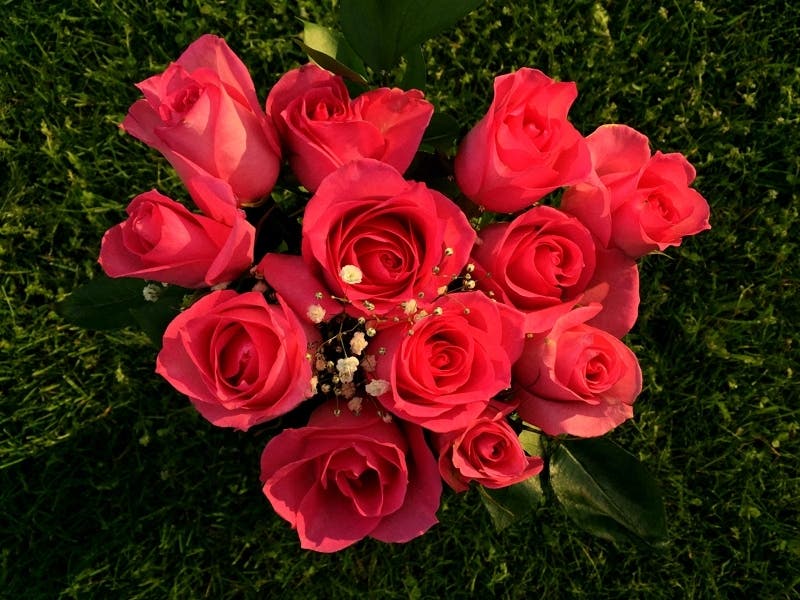 Barnegat Branch Library sets rose-growing program with Rutgers master ...