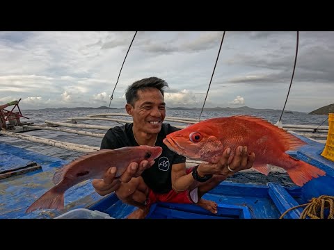 Dive into the ocean's vibrant wonders