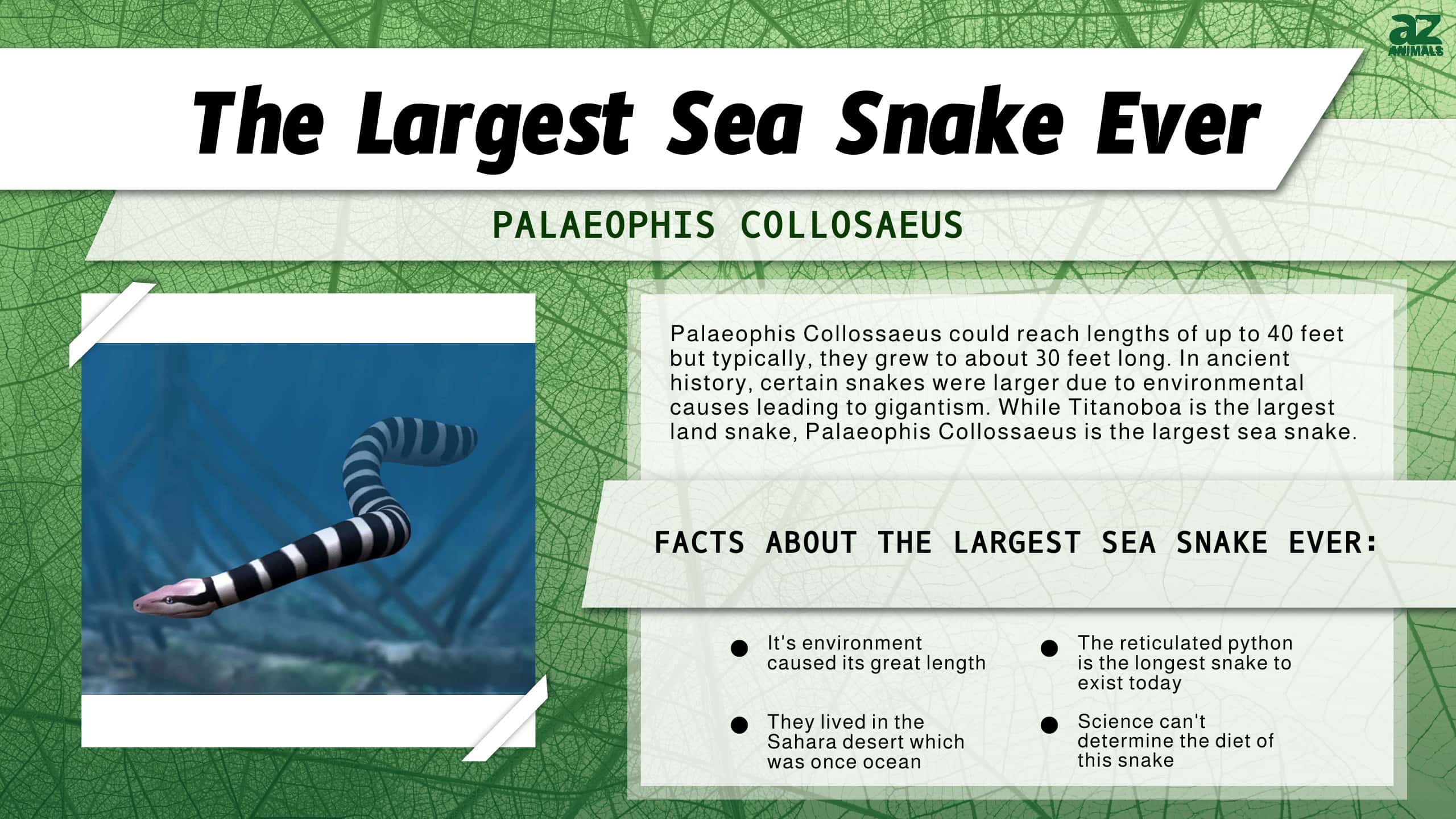 This giant sea snake grew as long as a telephone pole