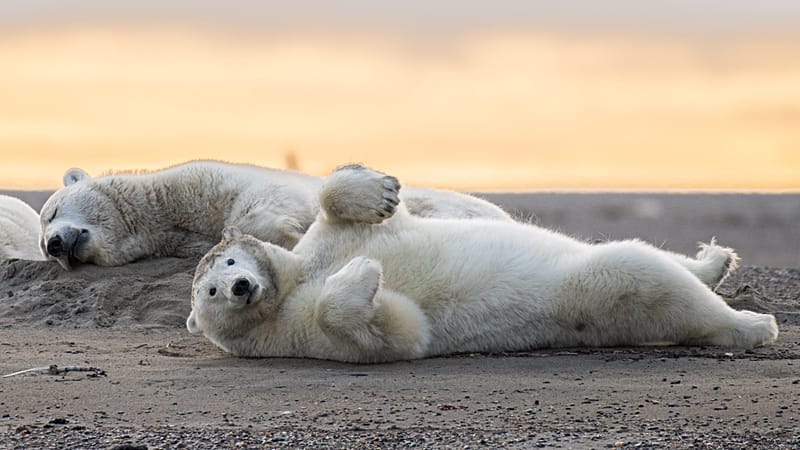 This tiny Arctic village in Alaska is trying to revive its polar bear ...