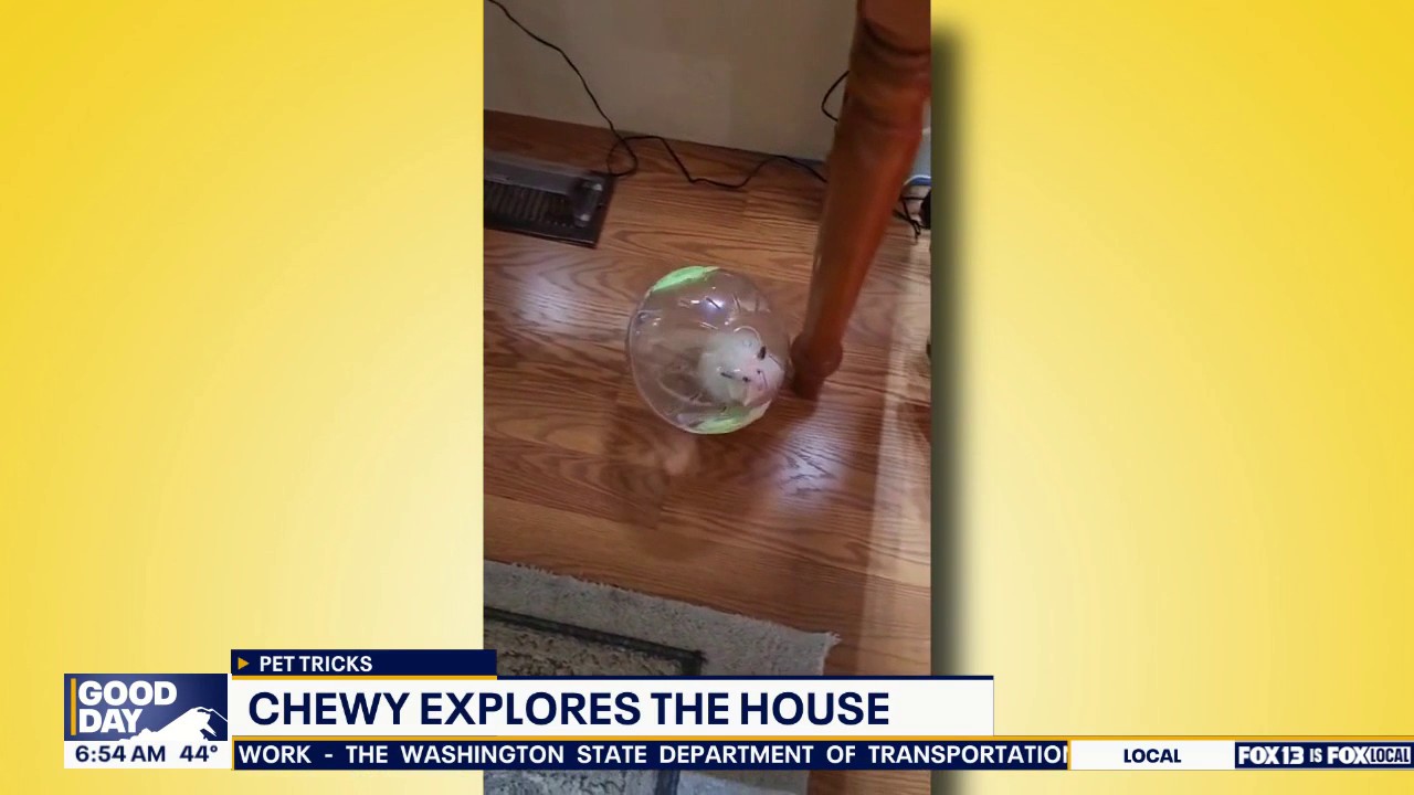 Pet tricks for Friday, April 24