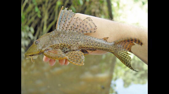 Resident aliens: Check out the dramatic damage done by invasive plants ...