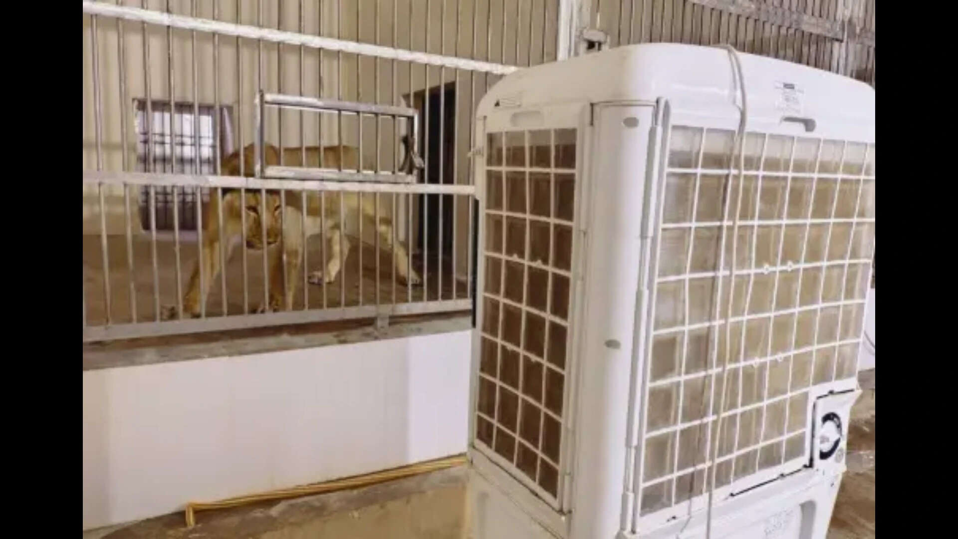 Patna zoo steps up measures to protect animals from scorching summer