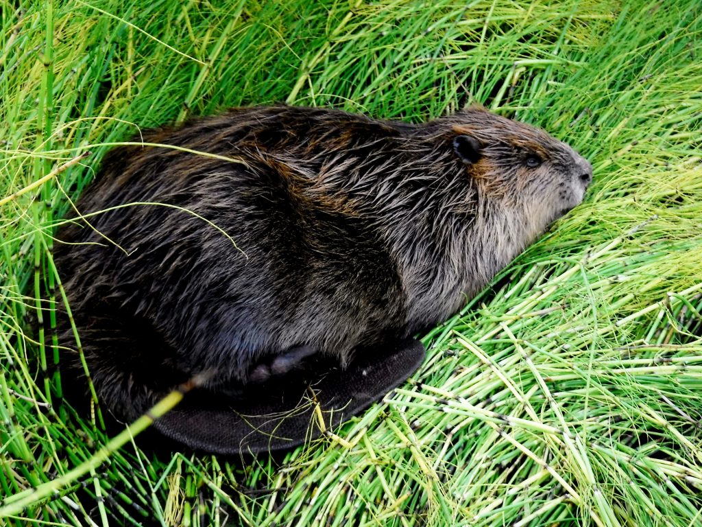 Climate change driving beavers north and reshaping Arctic as they go
