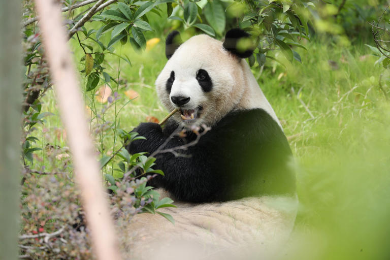 Zoo Atlanta to welcome two new giant pandas from China