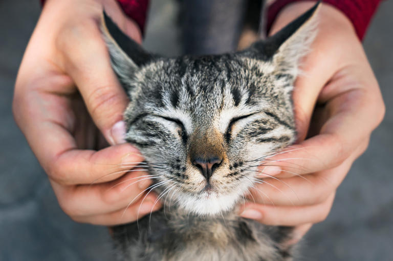 Qué significa acariciar siempre a los gatos, según la psicología