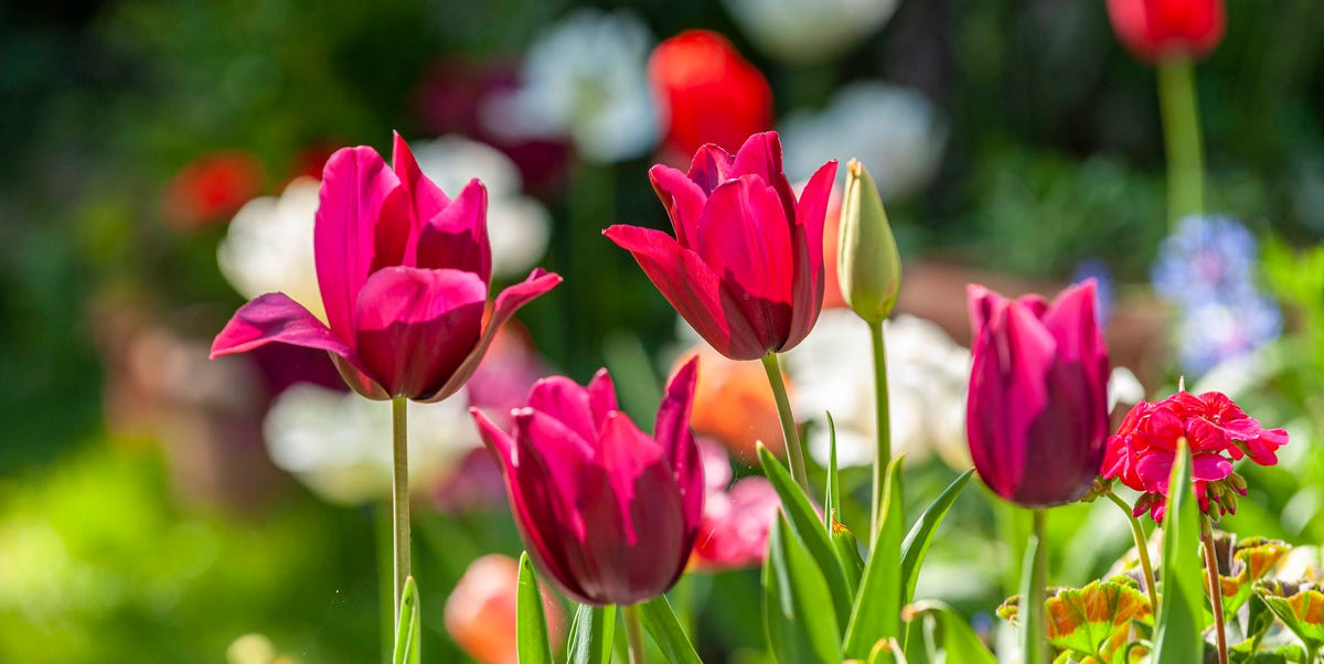 What to do with tulips after they bloom: 4 steps essential for bigger ...